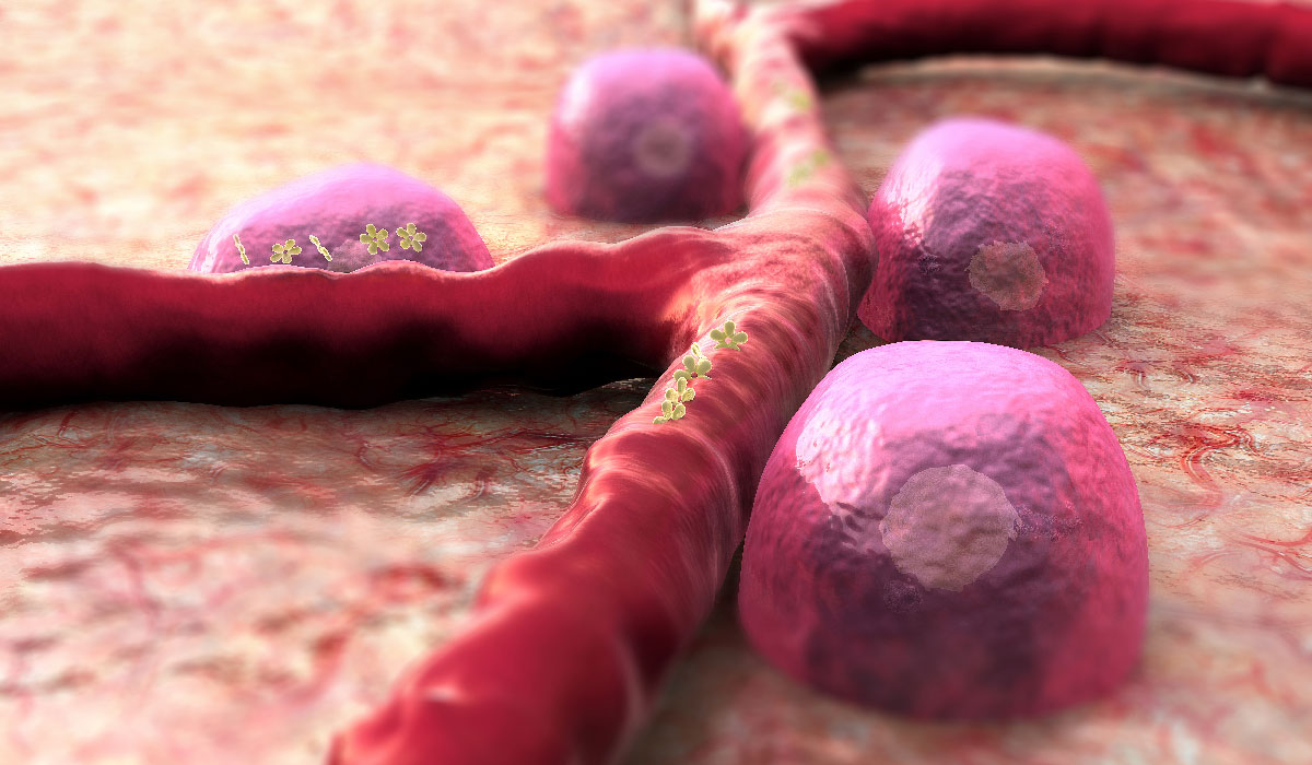 Discoveries in Medicine - Analyzing Beta Cells In Vivo May Change ...