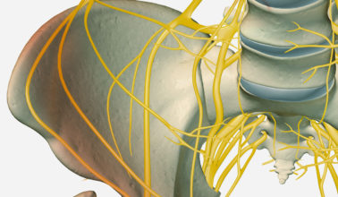 Neuromodulation a Promising Surgical Alternative to FI - Discoveries in ...