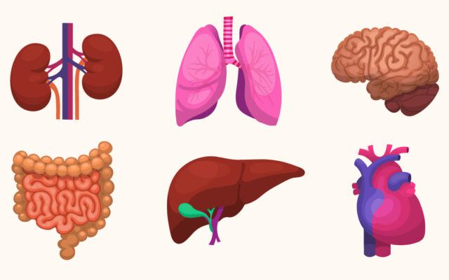 Discoveries in Medicine - Creating the First Implantable Bioartificial ...