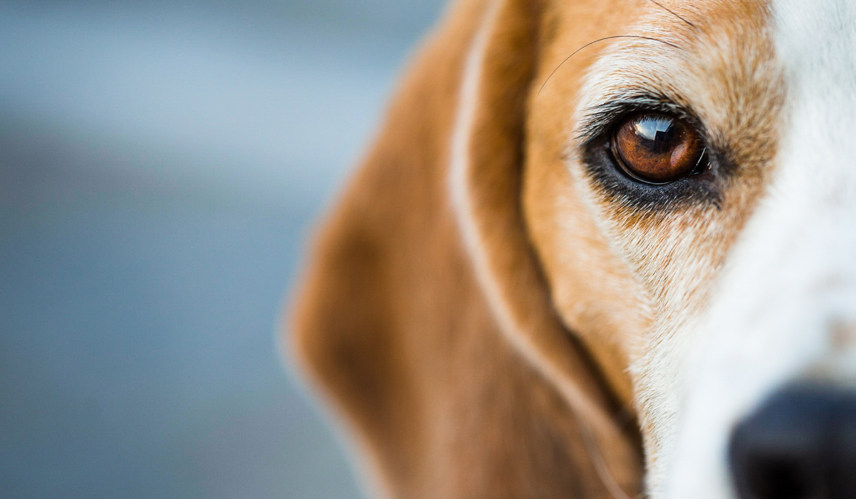 Discoveries in Medicine - Beagle Genomics Spark Advances in Human Glaucoma