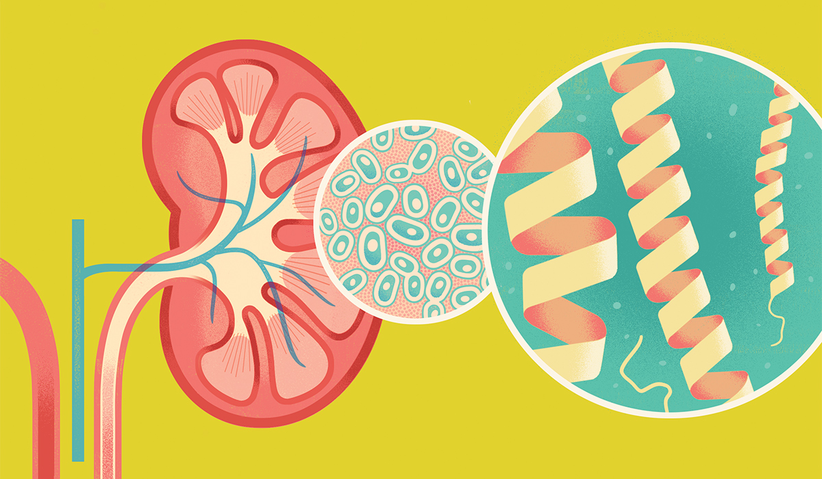 Discoveries in Medicine - Unexpected Consequences of Rac1 Protein